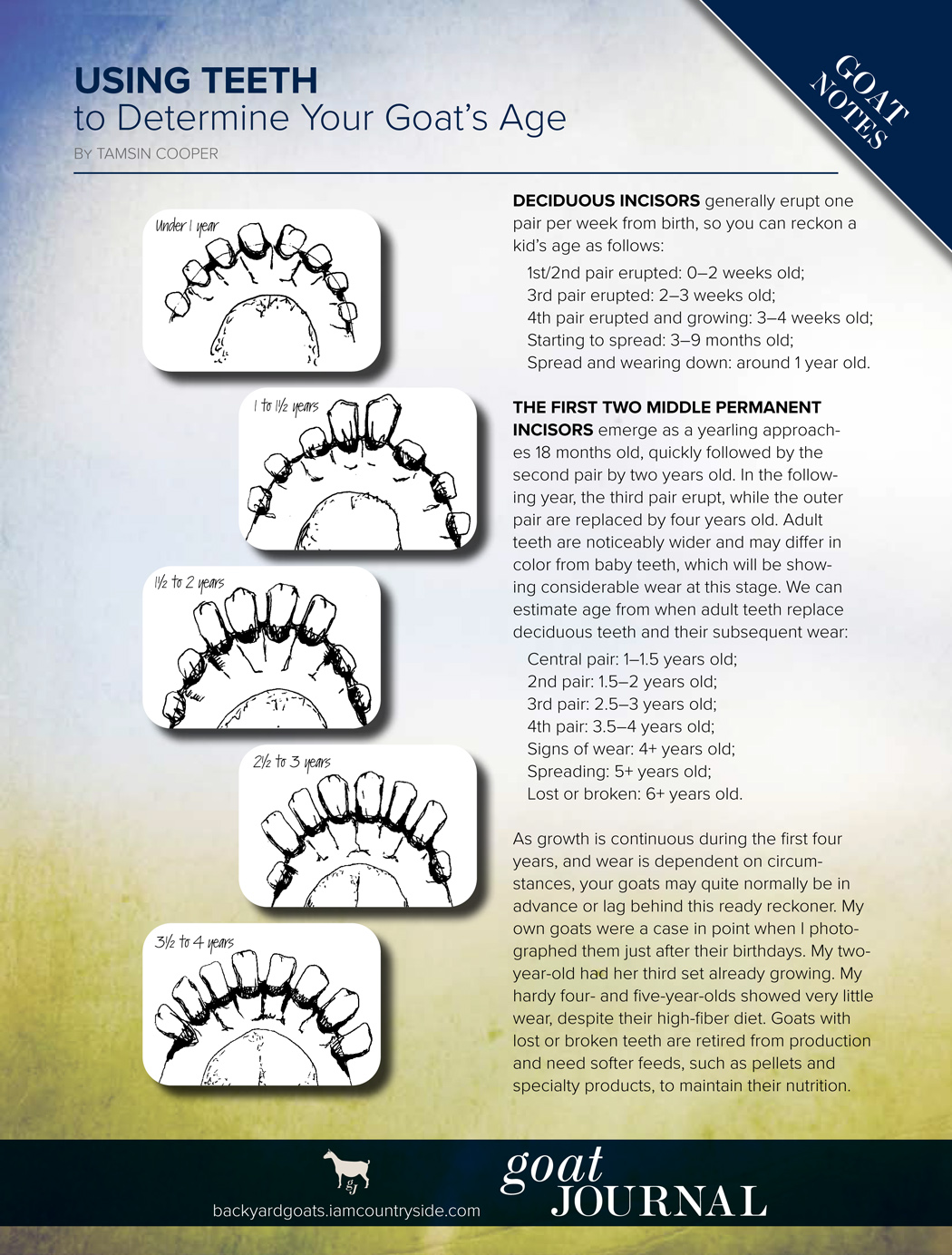 Using Teeth to Determine Your Goat's Age - Goat Journal